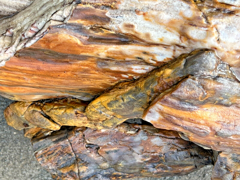 76 lb agatized petrified wood root ball very rare one of a kind ...