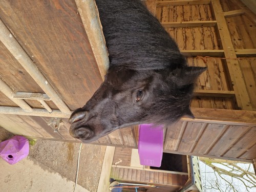 Stubbs Stable Tidy Purple S861 - Yard Equipment Horse for sale online ...