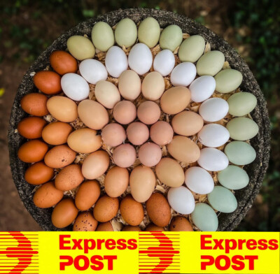 12 x Fertile chicken & Pekin & Indian runner Duck eggs pure HERITAGE ...