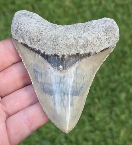 MEGALODON SHARK TOOTH FOSSIL- FLAWLESS BLADE - INDONESIAN | eBay