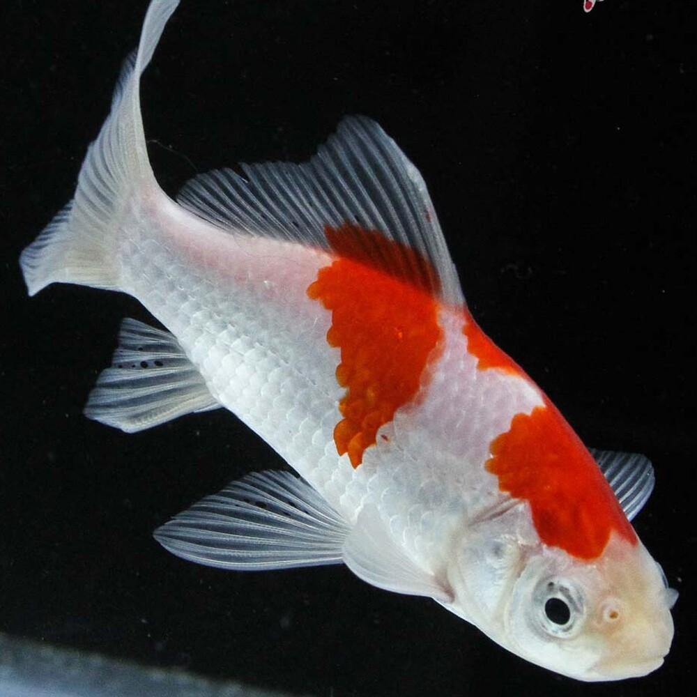 1.5 - 5 inch Live Sarasa Goldfish for fish tank, koi pond or aquarium ...