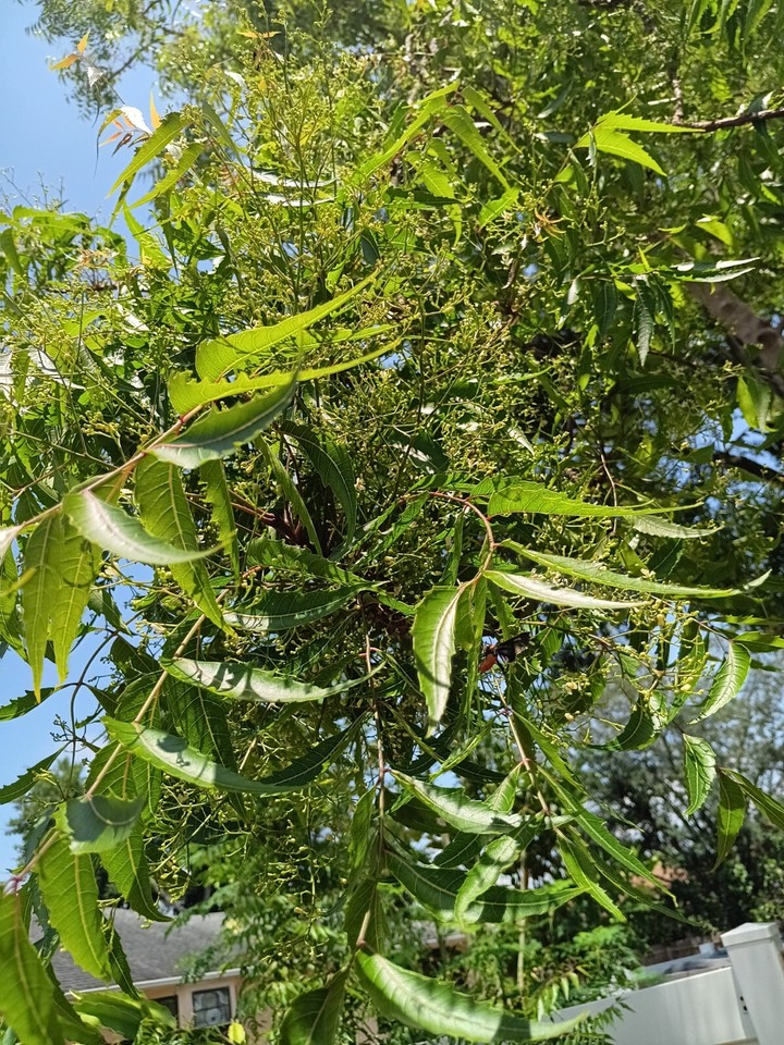Neem Tree Azadirachta indica 5"- 7" Tall Live Plant | eBay