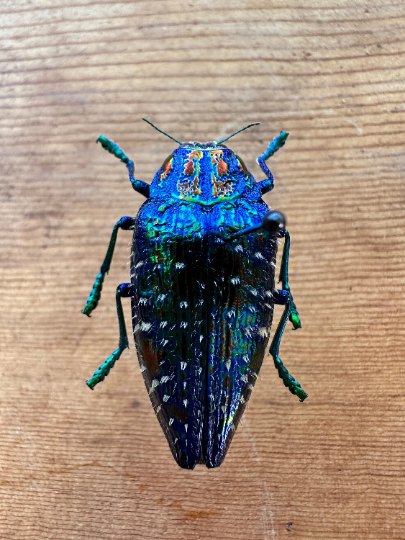 Jewel Beetle