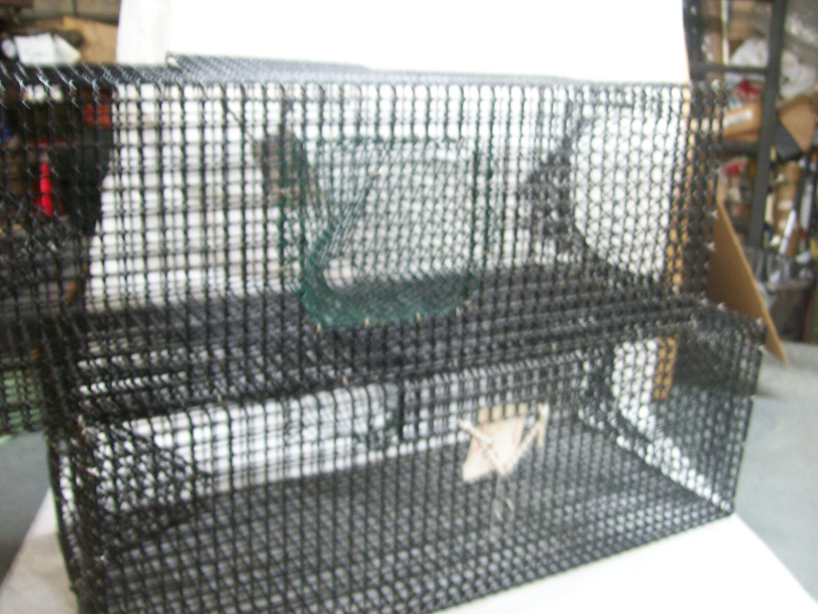 E-Z Catch Premium Quality Minnow & Killie Trap 3-Funnel Version 24" x ...