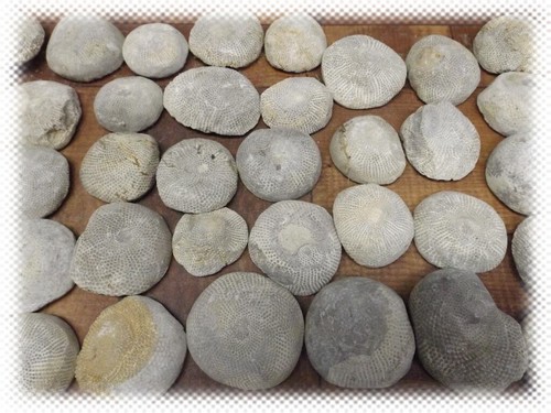 SEE VIDEO : 4 RECEPTACULITES SP. Fossil Specimen : 480 million years ...