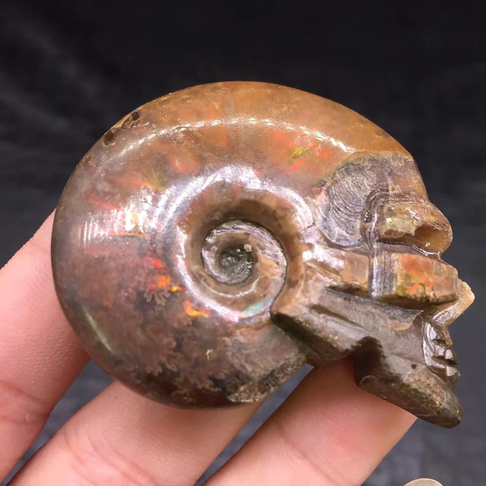 Rainbow Natural Conch Crystal Ammonite Carved Skull Quartz Healing ...