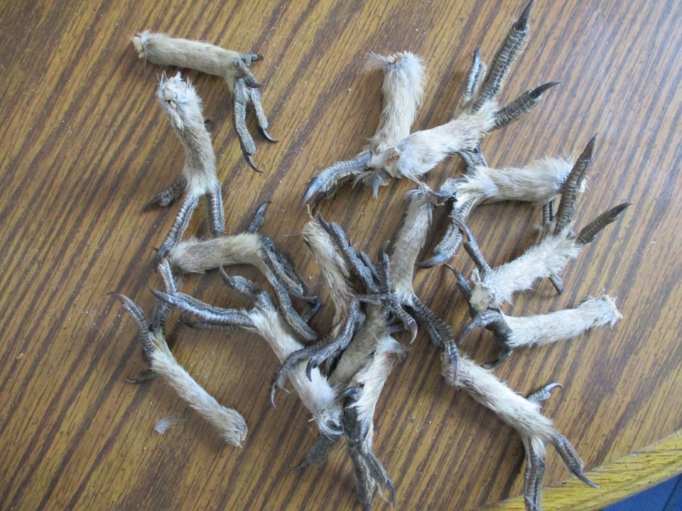 15 Real Feet Sharptail Grouse animal bird foot sharpe tail feet art ...