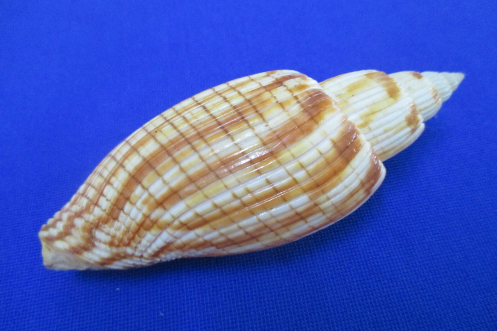 GIANT Lyria kurodai,111mm length(4.37 inch)-Nice color-Nature shell ...