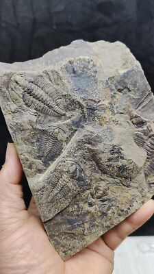 Trilobite fossil, Cambrian Leydrychian paleontological protolith ...