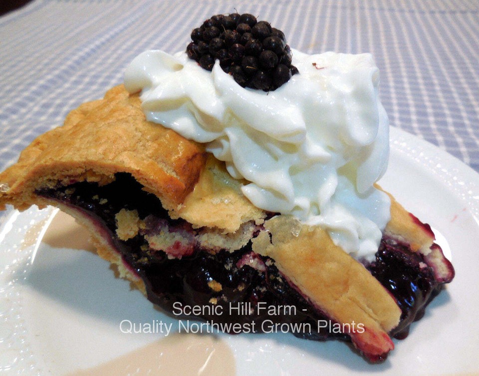 Marionberry Potted Plants- The Most Flavorful Blackberry- Free Shipping ...