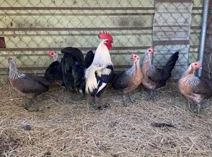 12 PURE BOB BENNETT GREY CHICKEN HATCHING EGGS GAME REGULAR GRAY | eBay