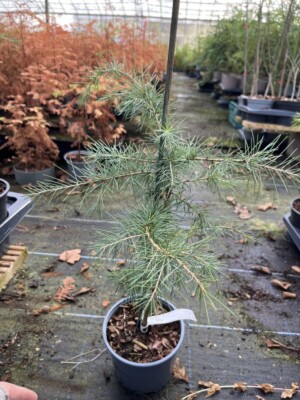 Deodar Cedar Tree - Cedrus deodara - 20-40cm Tall / Taller 9cm Pot ...