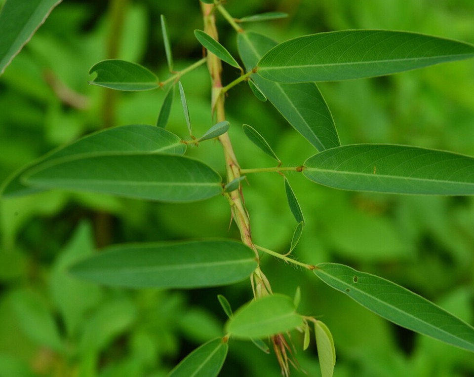 Codariocalyx motorius, Desmodium gyrans green midrib Telegraph Plant 10 ...