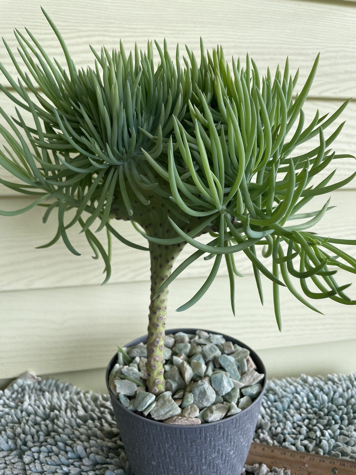 Mermaid Tail Plant (Crested Senecio Vitalis)Succulent Live Plant | eBay