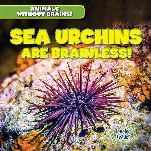 Animals Without Brains! Ser.: Sea Urchins Are Brainless! by Amanda Vink ...