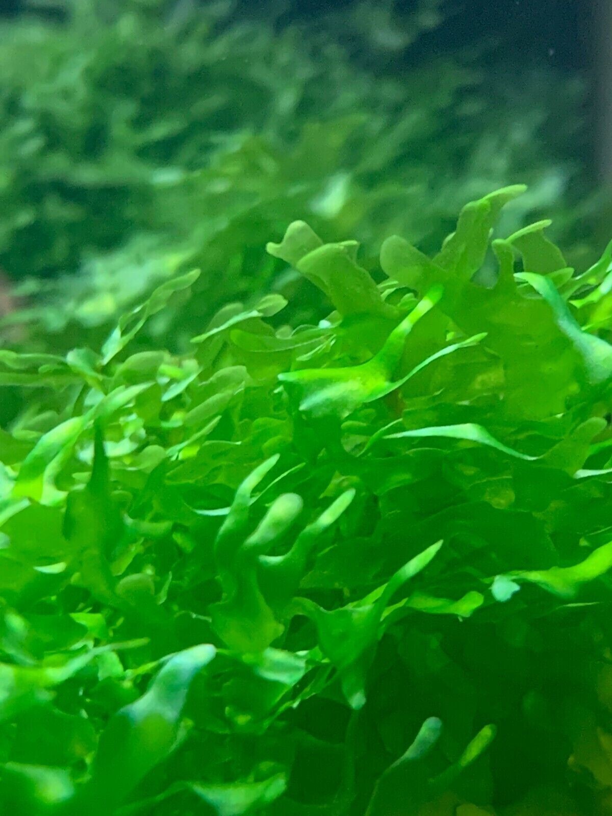 Live Aquarium Plants - Round Pellia Moss (Monoselenium Tenerum) 20oz ...