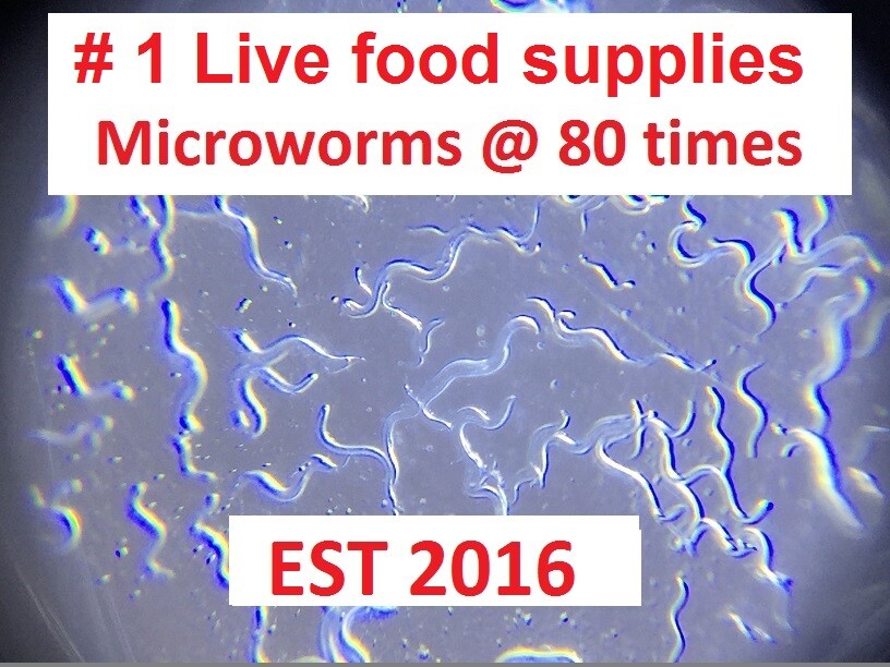 Live fish food Microworms Vinegar Eels Banana Daphnia Whiteworms eggs ...