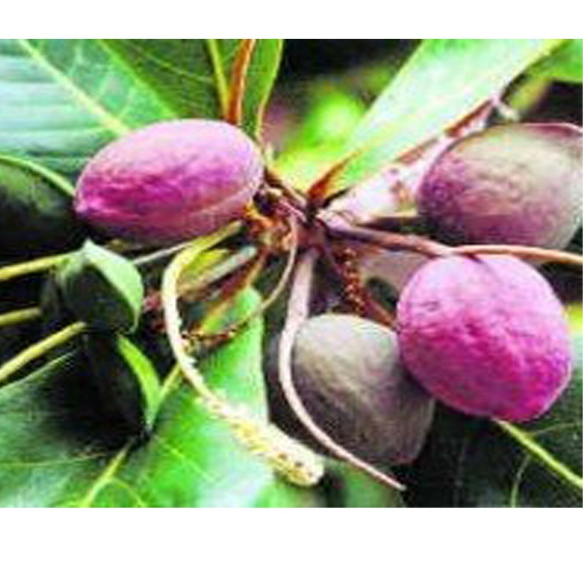Indian Almond Tree Fruit