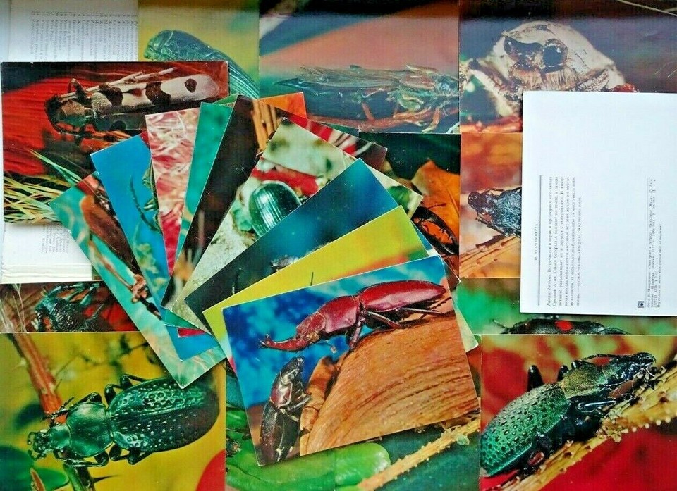 Beatles (Insects) 1977 Vintage Photo Postcards Set of 25 pcs | eBay