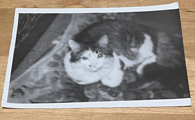 70s Soviet photo Cat Animal Pets Vintage photo | eBay