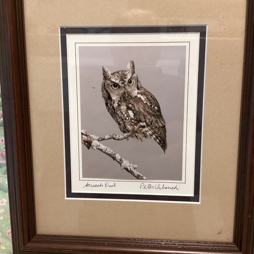 Vintage Screech Owl Photograph Art by Peter Urbansh Matted Framed Art ...