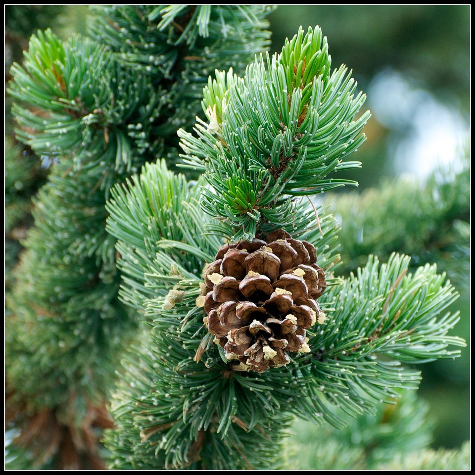 Bristlecone Pine, Pinus aristata, Tree Seeds (Hardy Evergreen, Bonsai ...