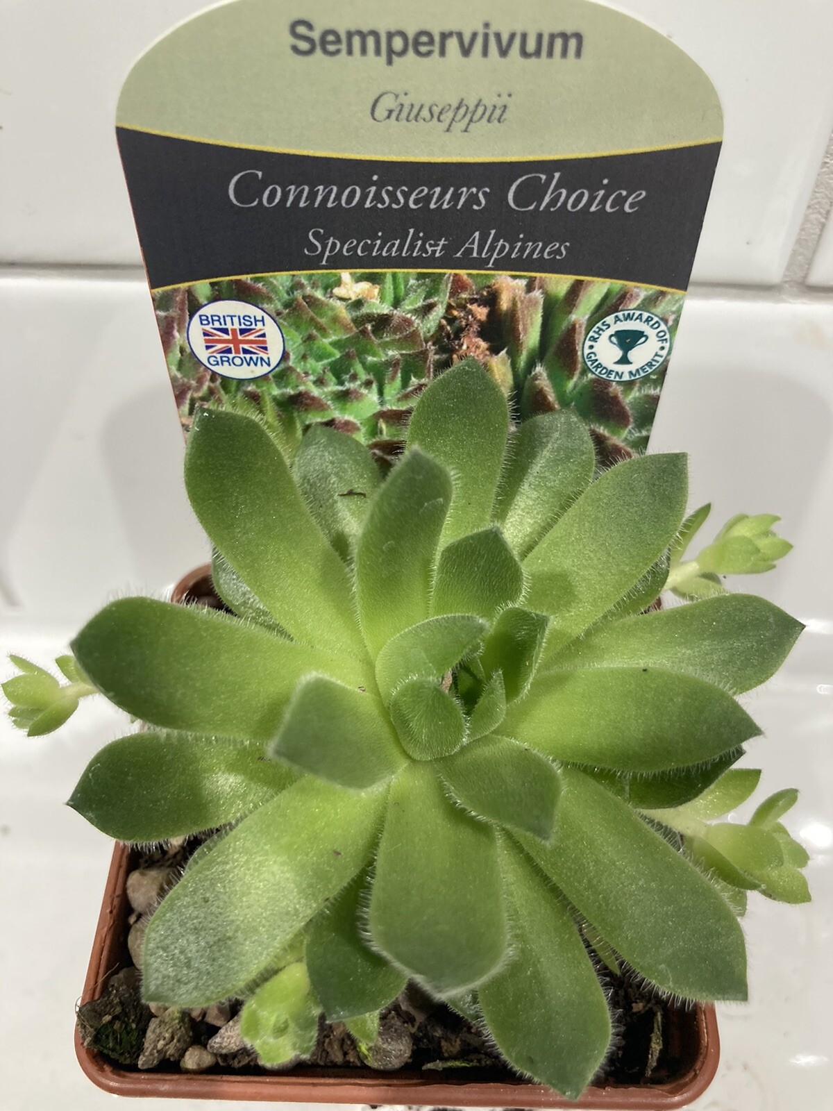 Sempervivum giuseppii Alpine Succulent Chicks Trough Plants Garden ...