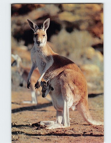 Postcard Kangaroo With Joey Australia | eBay