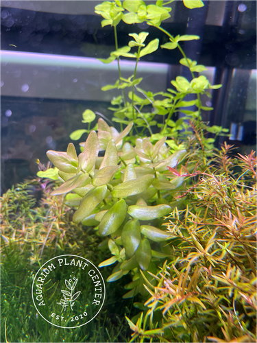 Bacopa caroliniana red, Live Aquarium/Aquatic/stem Plant, Planted Tank ...