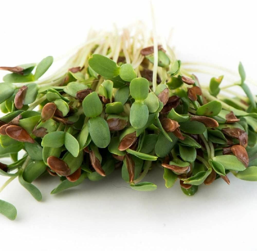 Flax Seeds for Sprouting Microgreens, A Rich Source of Vitamins and ...