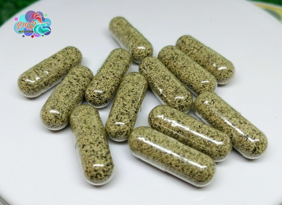 MOINA MACROCOPA EGGS (WATER FLEA) LIVE FOOD FOR BETTA GUPPY FISH ...