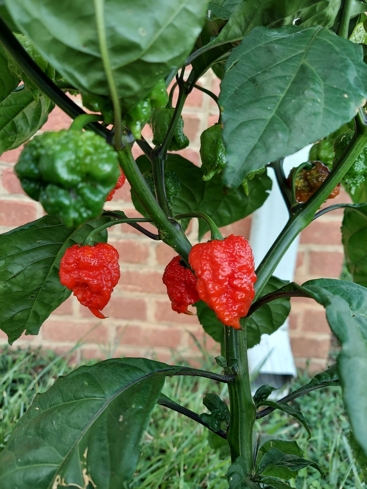 7 Pot Primo Super Hot Pepper (10+) Seeds | eBay