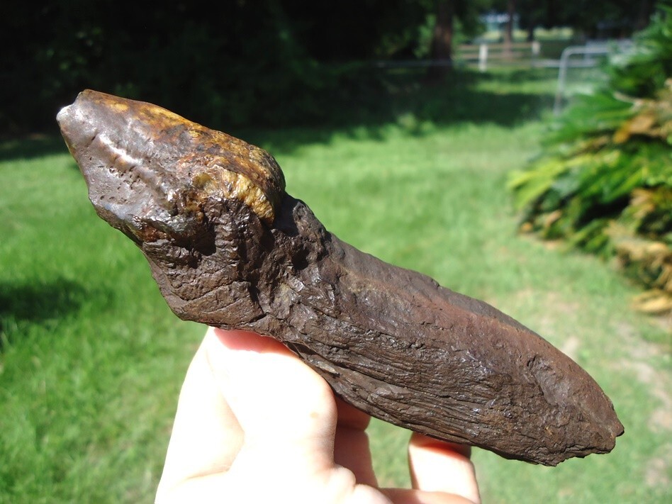 COLORFUL ROOTED MEGAFAUNA MAMMAL TOOTH FLORIDA FOSSILS ICE AGE EXTINCT ...