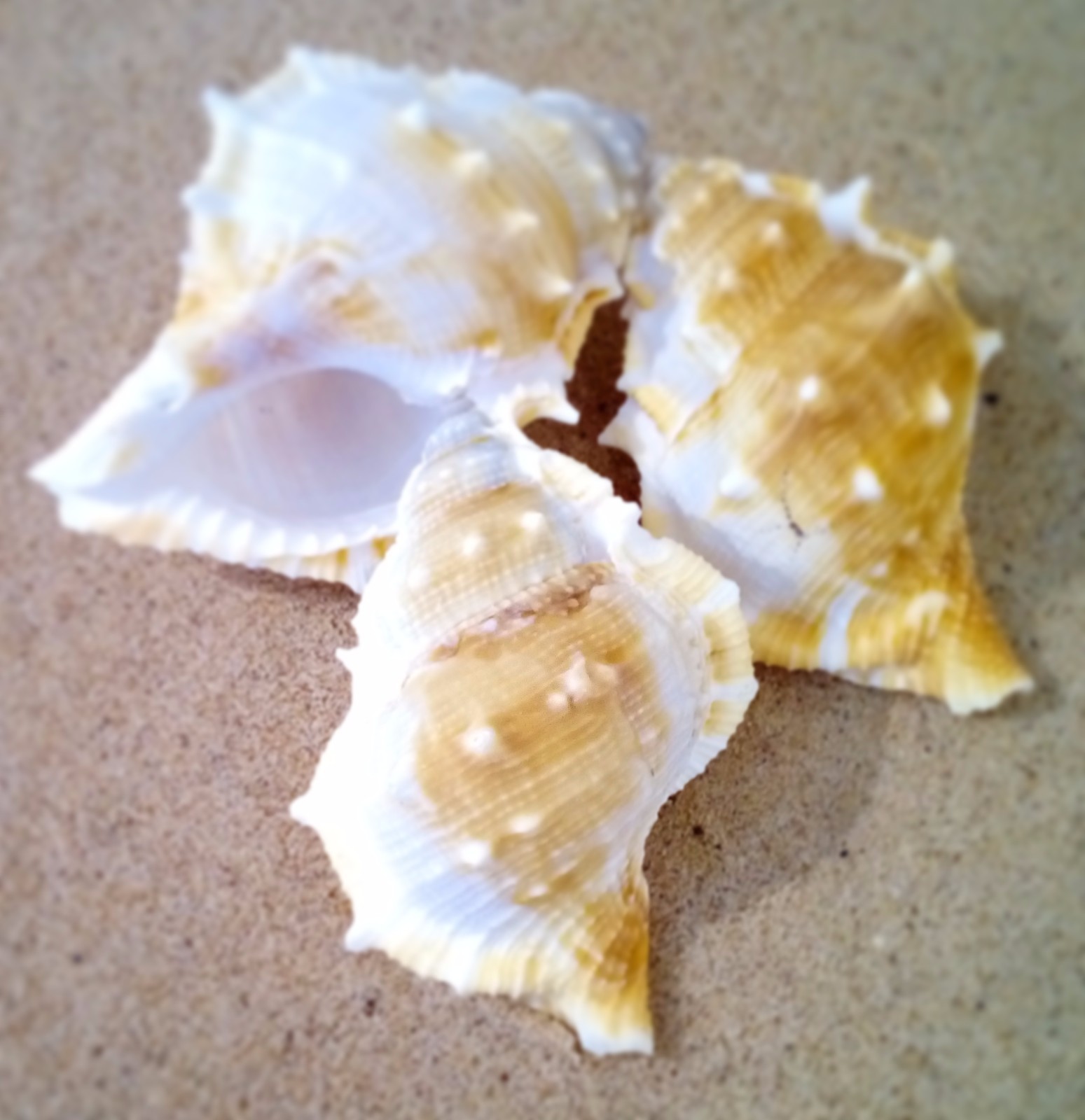 Shells Seashells, Beach Shells, Individual Sea Shells - Choice of Over ...