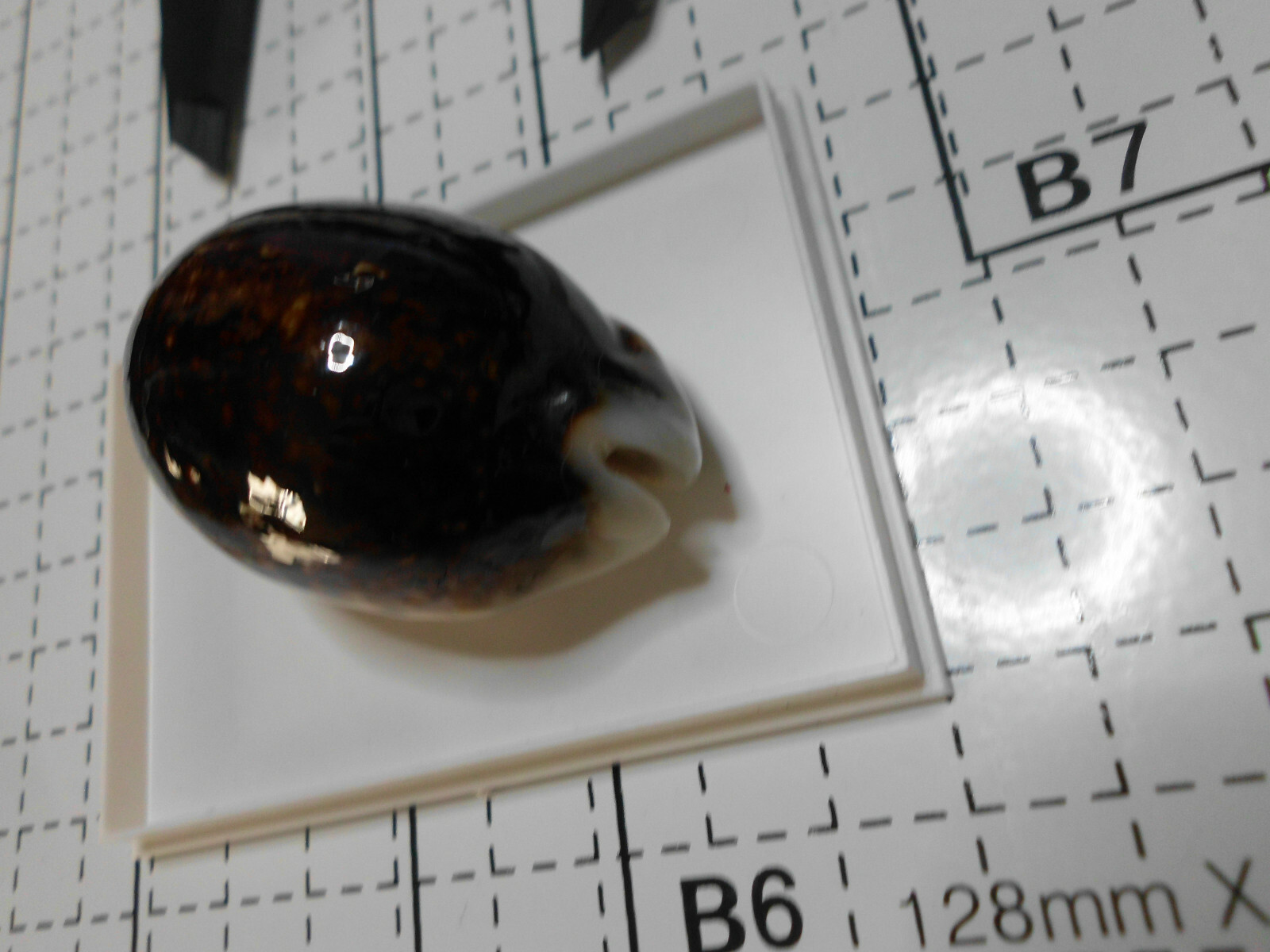 VERY NICE BIG/HUGE COWRY,SPEZIAL DARK COLOR>CYPRAEA EGLANTINA /NEW ...