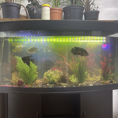 fish tank | eBay UK