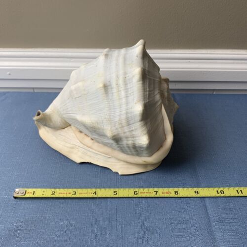 "/Natural Huge King Conch Horned Helmet Shell Striped 8 1/2"" GUC/" | eBay