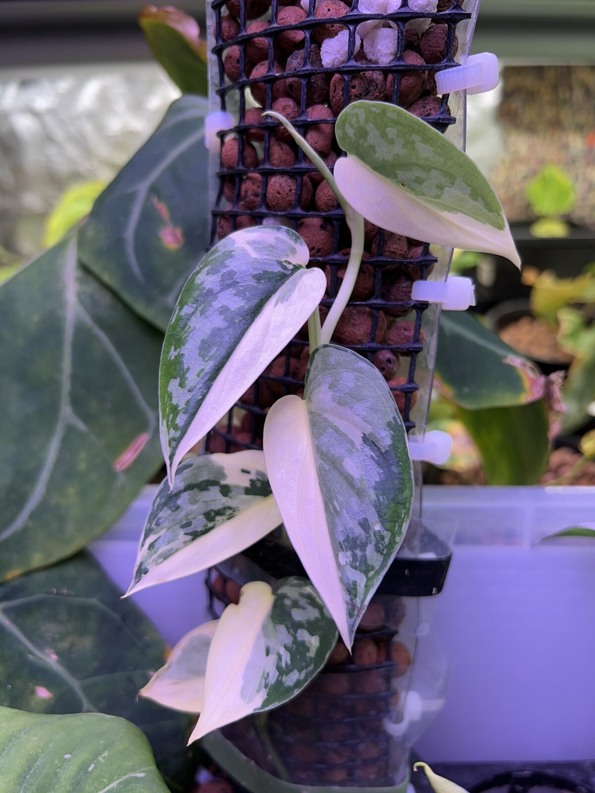Scindapsus Mayari - Highly Variegated - Rooted Cutting | eBay