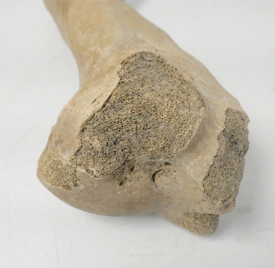 Extinct Prehistoric Pleistocene Panthera Spelaea Cave Lion Humerus Bone ...