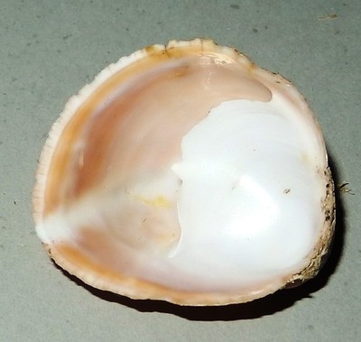 Crepidula dilatata - CALYPTRAEIDAE - Chile Sea Shell - 30mm F+ #8217 | eBay
