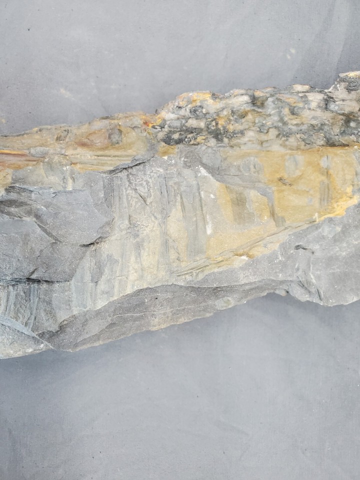 STIGMARIA Fossil with Many Rootlets Coming Off It VERY RARE | eBay