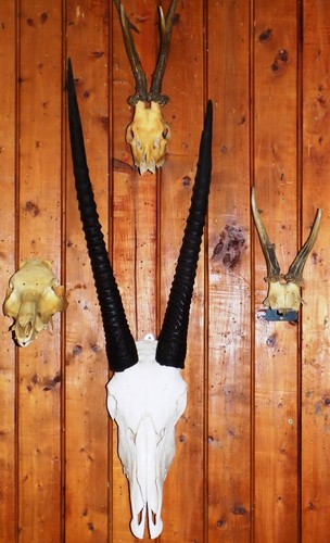 Pack of 2 European Mount Skull Hanger Deer Wild Boar Bear Wolf | eBay