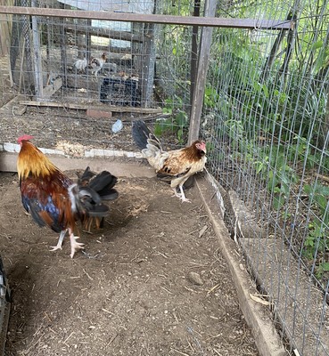 Livestock Supplies - Gamefowl