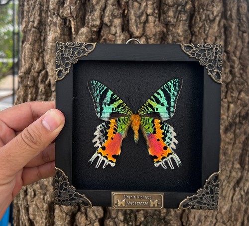 Real Sunset Moth Framed Gothic Decor Taxidermy Butterfly Entomology ...