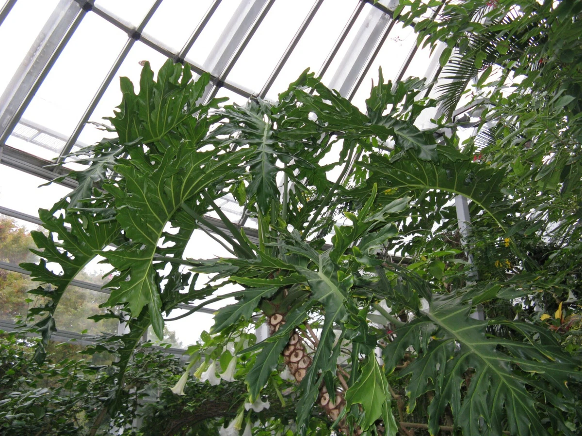Lacy Tree Philodendron