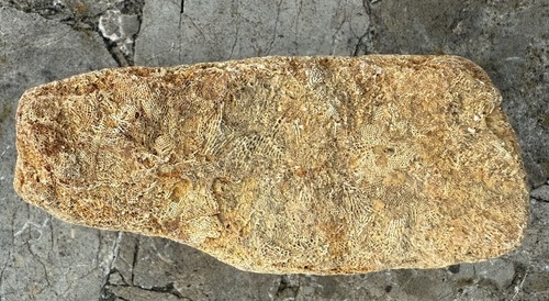 Native American Artifact Hammer Stone Celt Polished Coral Fossilized ...