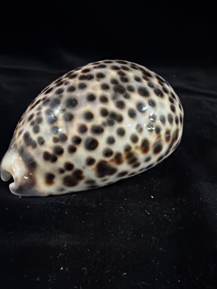 Cypraea Tigris 84.2mm No Collection Data (E206) | eBay