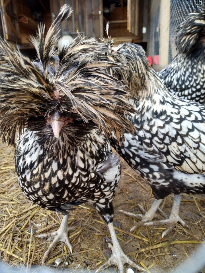 5 Hatching Eggs Beautiful Silver Laced Polish Handsome Chickens ! | eBay