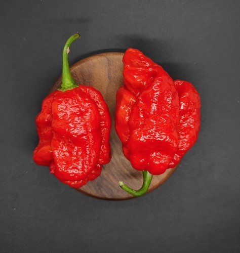 15+ Authentic Heirloom Red Apocalypse Scorpion Pepper Seeds World’s ...