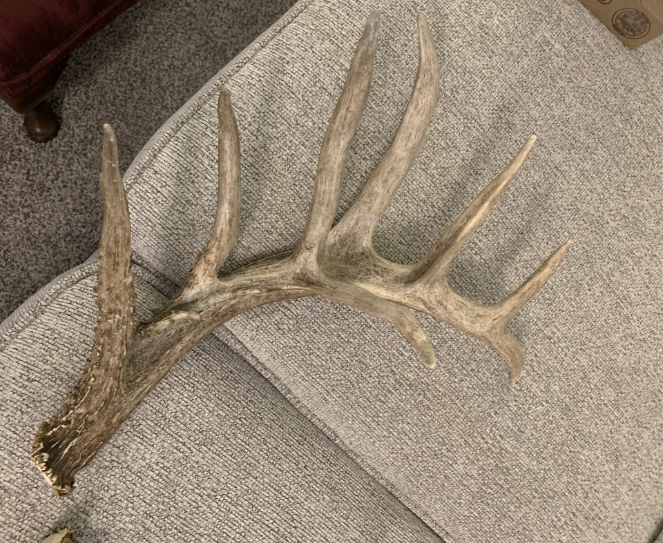 Whitetail Deer Shed Horns Antlers TEXAS | eBay